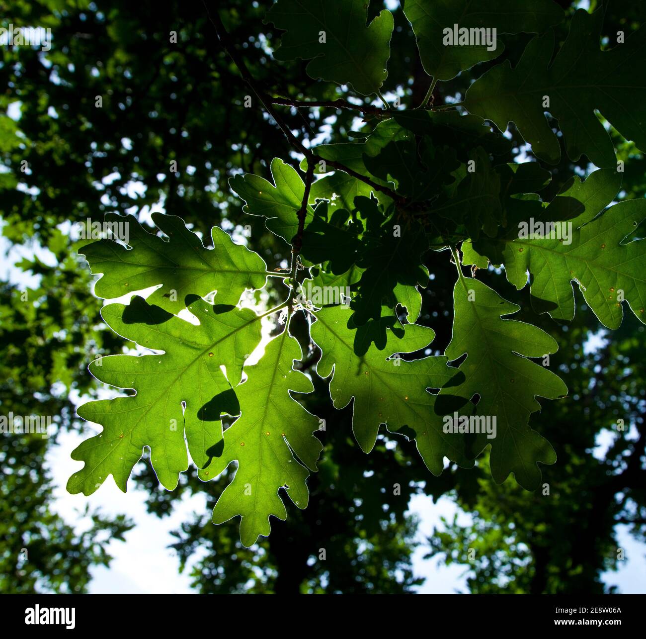 Roble beech forest hi-res stock photography and images - Alamy