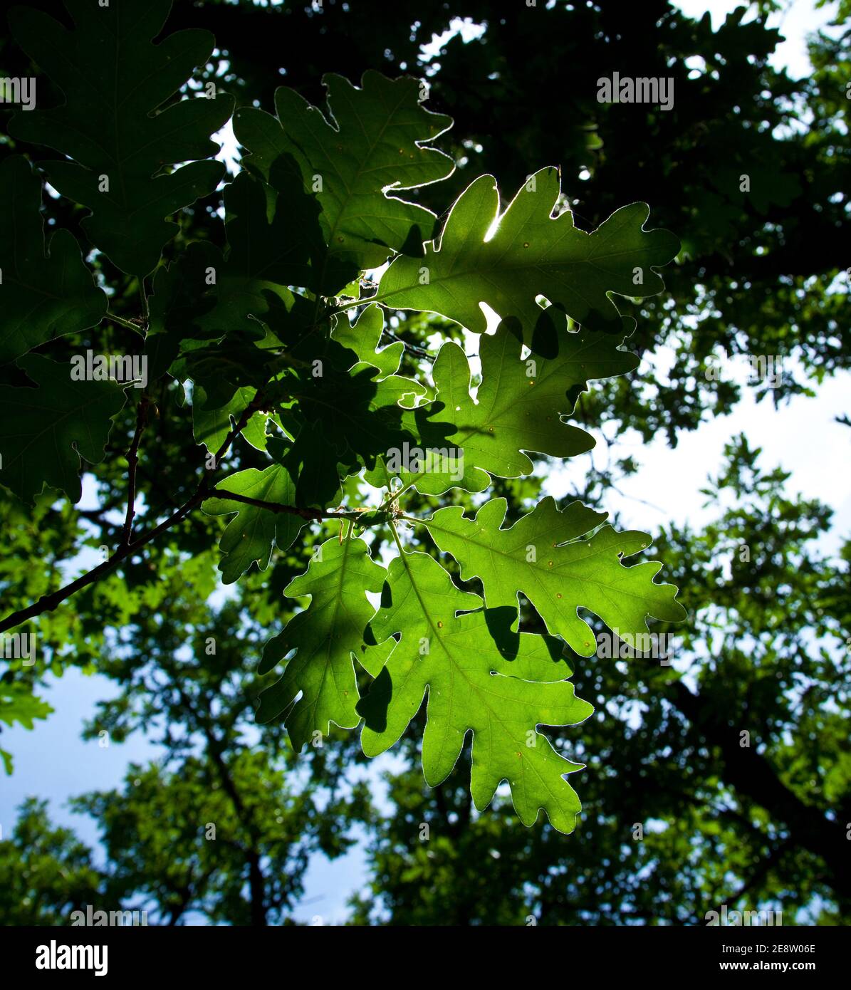 Roble beech forest hi-res stock photography and images - Alamy