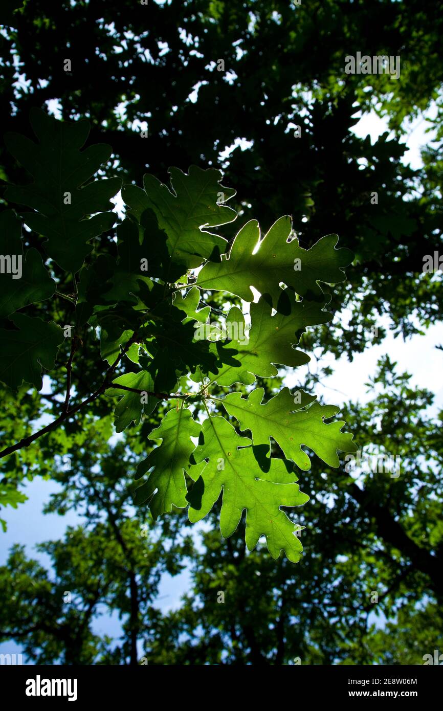 ROBLE REBOLLO (Quercus pyrenaica Stock Photo - Alamy