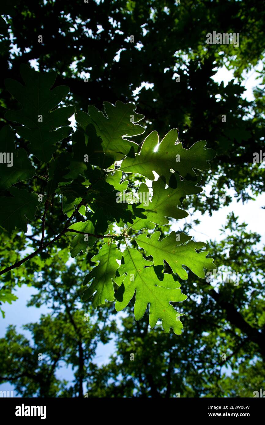 Roble beech forest hi-res stock photography and images - Alamy