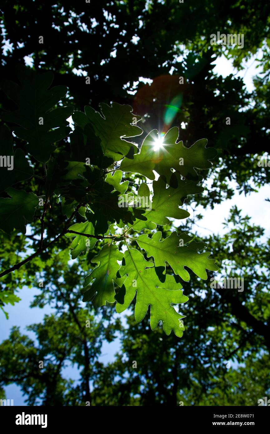 Roble beech hi-res stock photography and images - Alamy