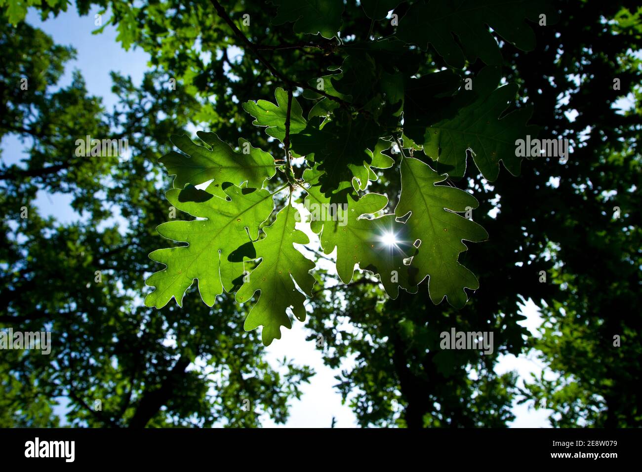 Roble Beech High Resolution Stock Photography and Images - Alamy