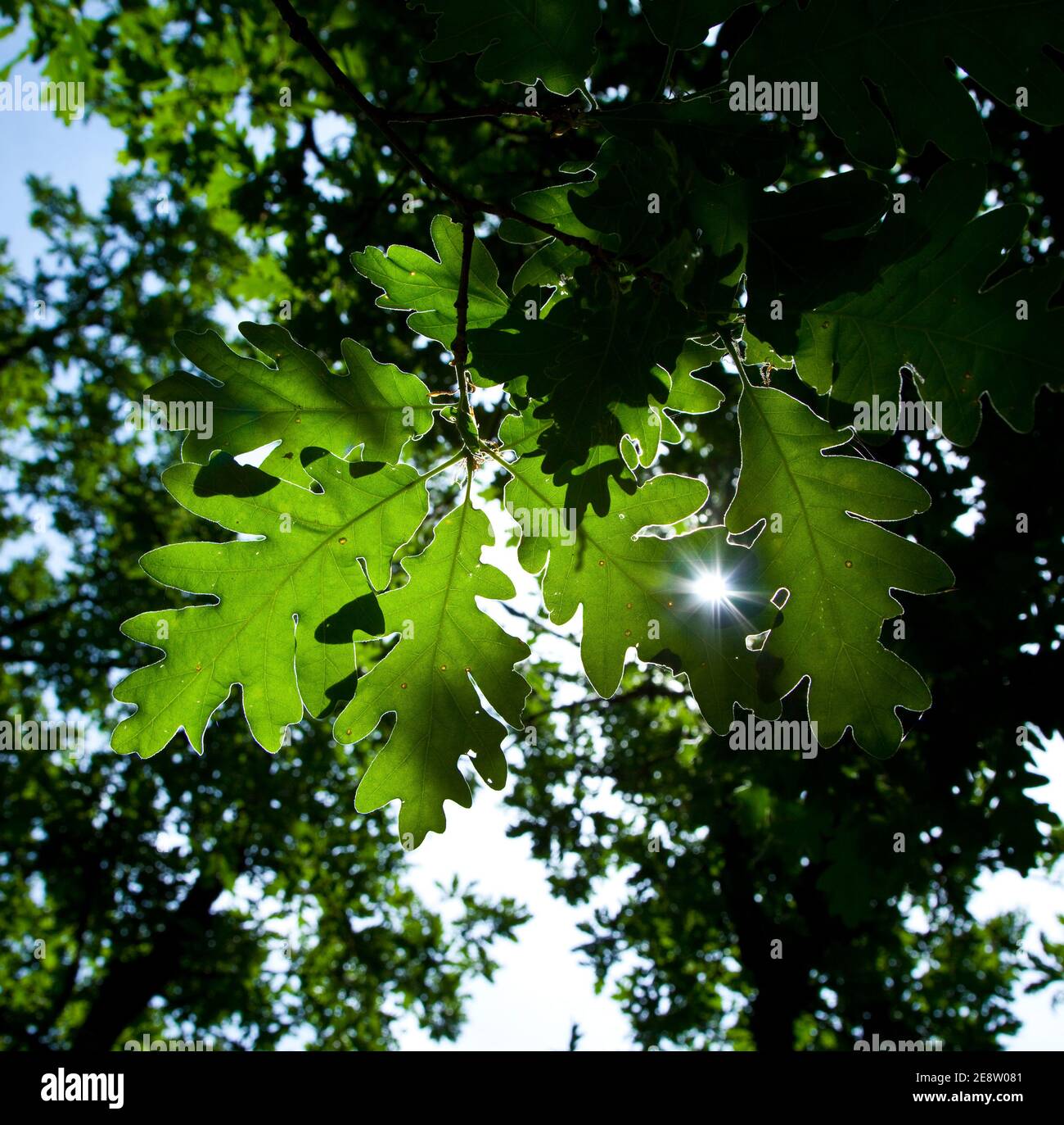 ROBLE REBOLLO (Quercus pyrenaica Stock Photo - Alamy