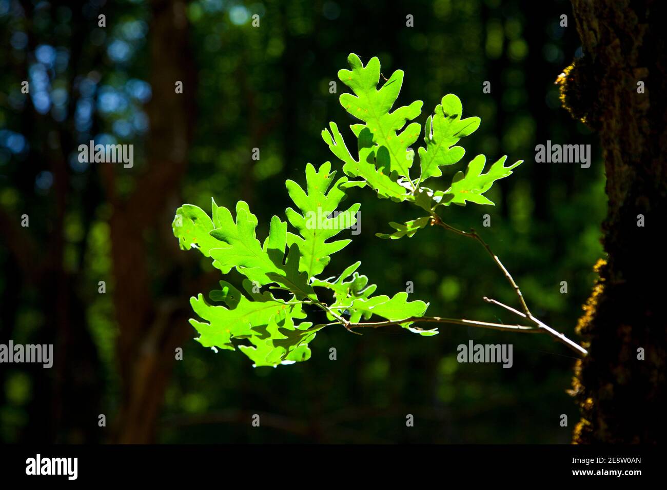 ROBLE REBOLLO (Quercus pyrenaica Stock Photo - Alamy