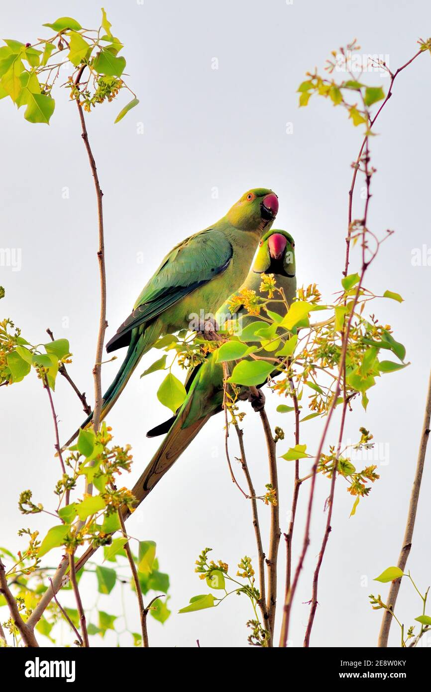 The Indian Parrots High Resolution Stock Photography and Images - Alamy