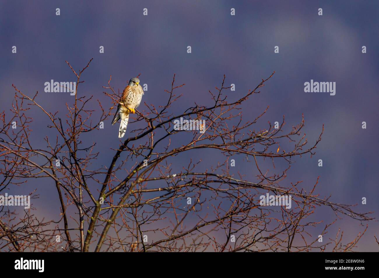 A Kestrel in a tree Stock Photo - Alamy