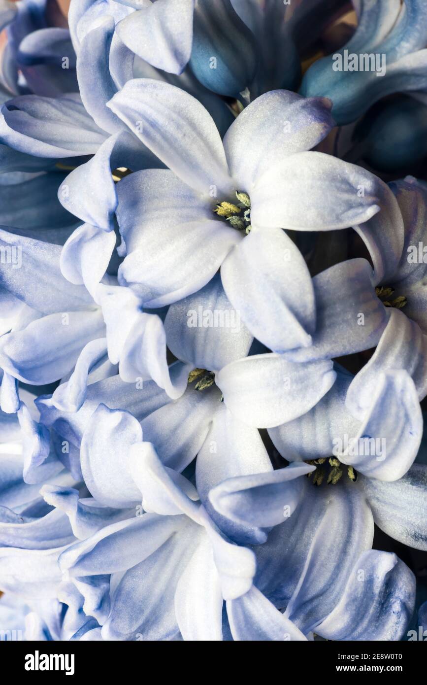 Pictorial hyacinth flowers hi-res stock photography and images - Alamy