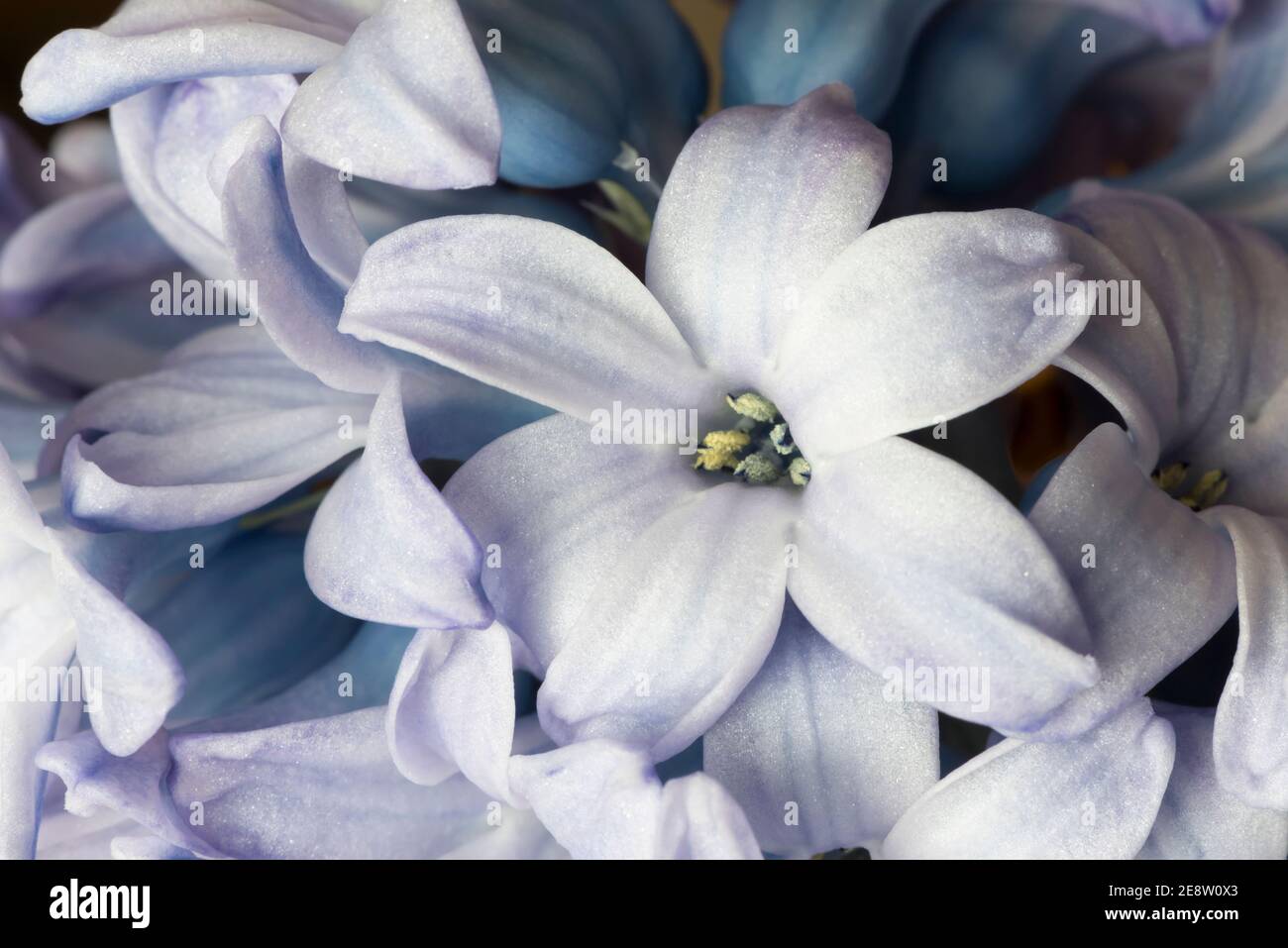 Pictorial hyacinth flowers hi-res stock photography and images - Alamy