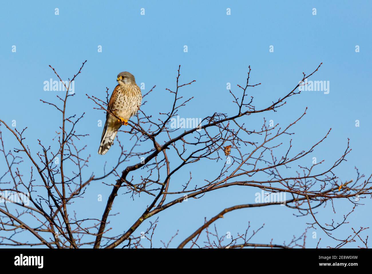 A Kestrel in a tree Stock Photo - Alamy