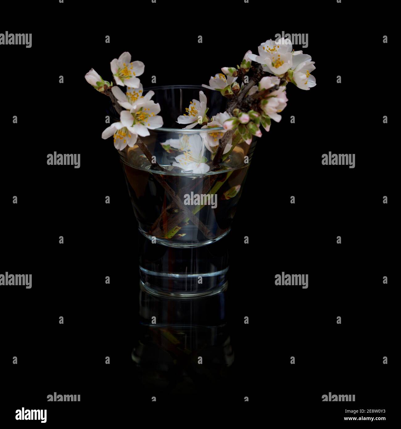 Almond tree twigs blooming, isolated on black background Stock Photo ...