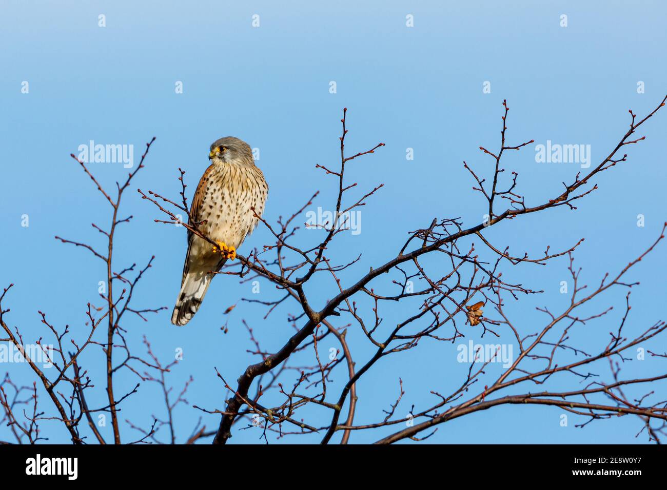 Kestrel in a tree hi-res stock photography and images - Alamy