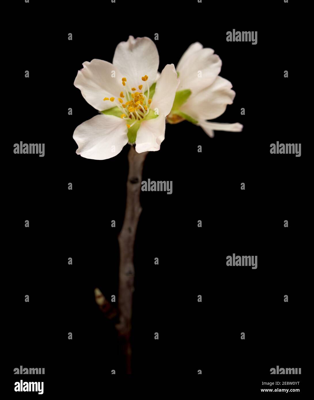 Almond tree twigs blooming, isolated on black background Stock Photo ...