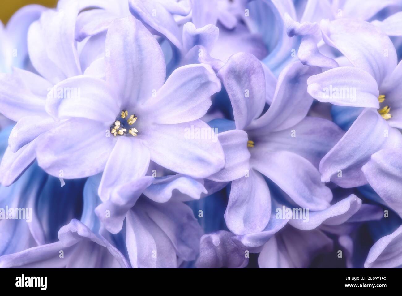 Pictorial hyacinth flowers hi-res stock photography and images - Alamy