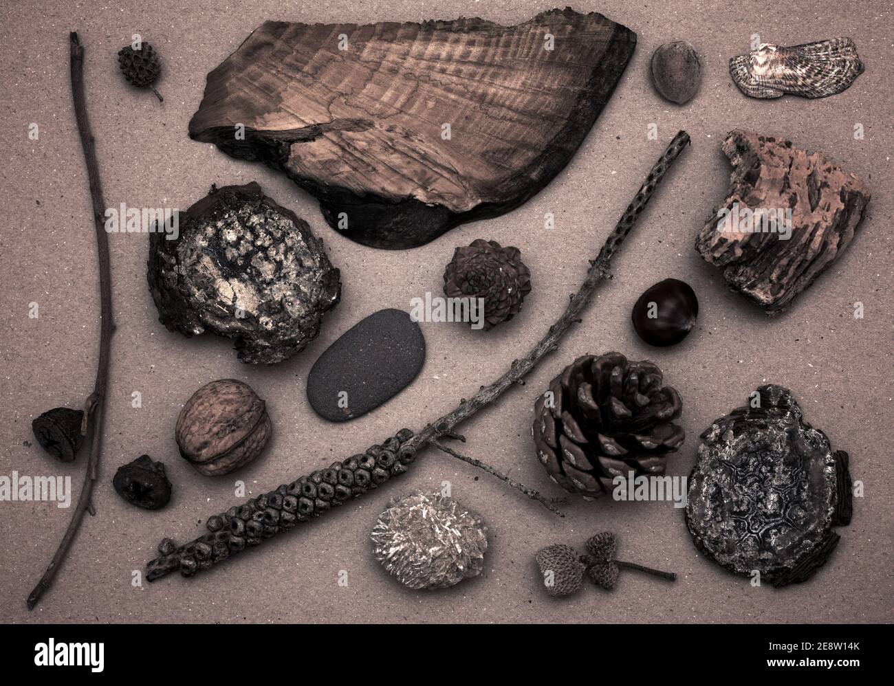 Cylindrical Objects In Nature