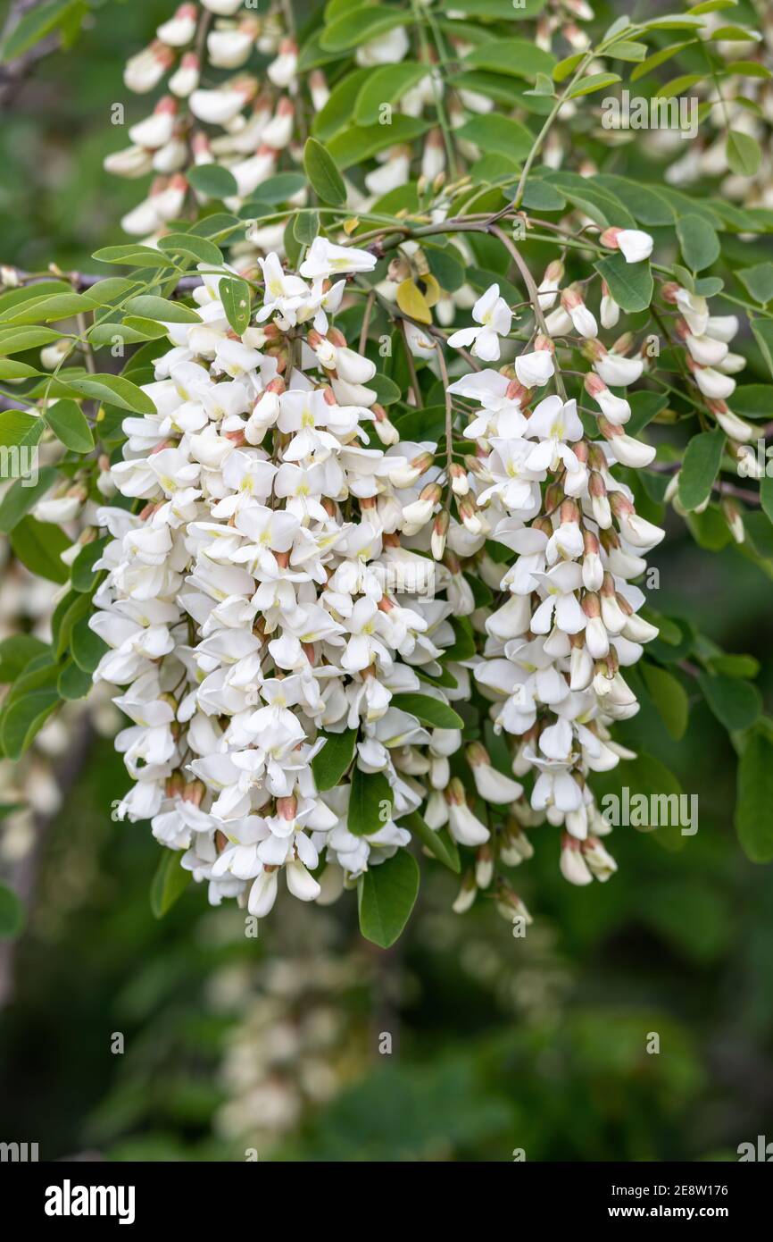 Robinia tree flowers in springtime (Robinia pseudoacacia Stock Photo ...