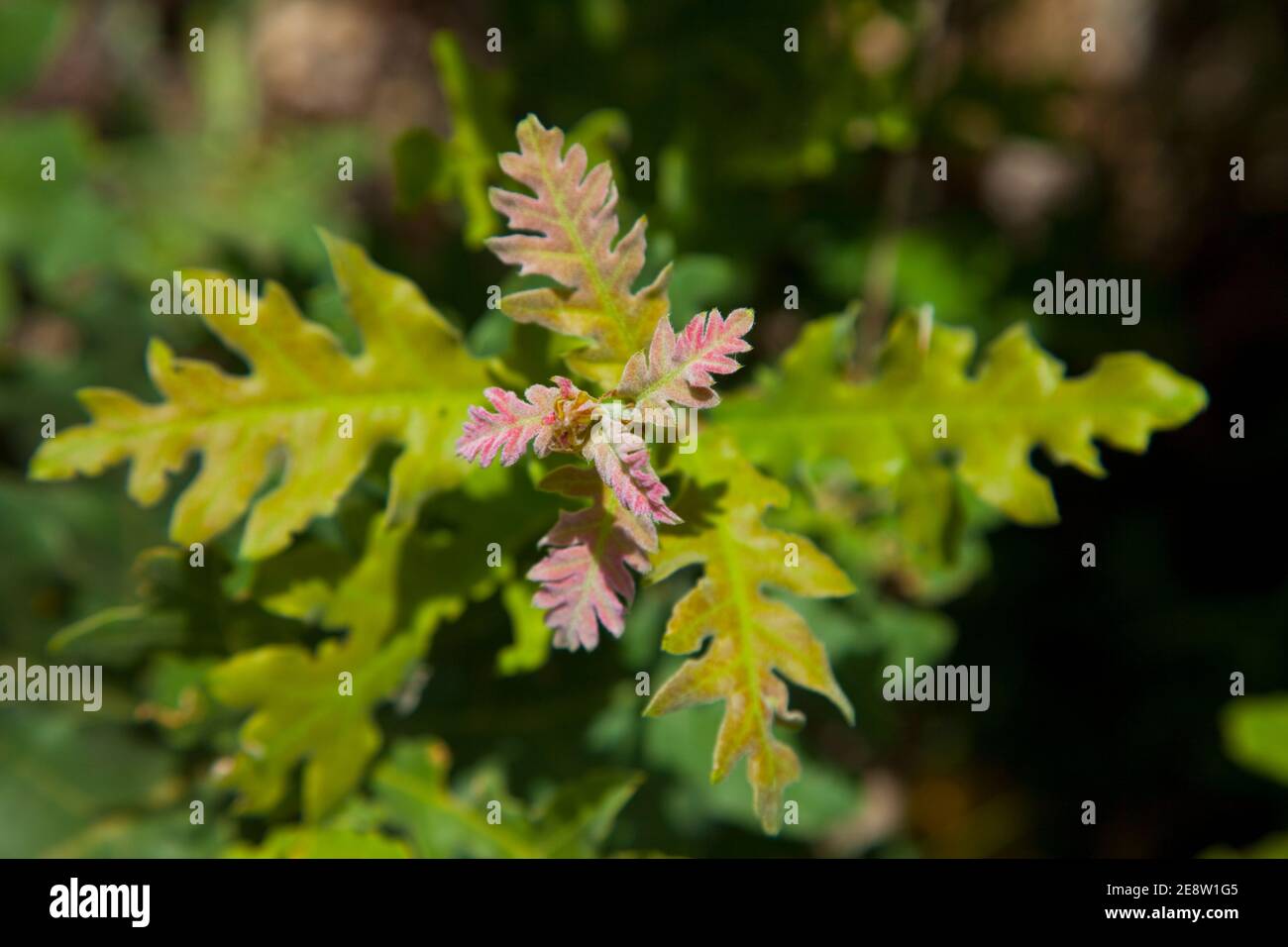 Roble beech hi-res stock photography and images - Alamy