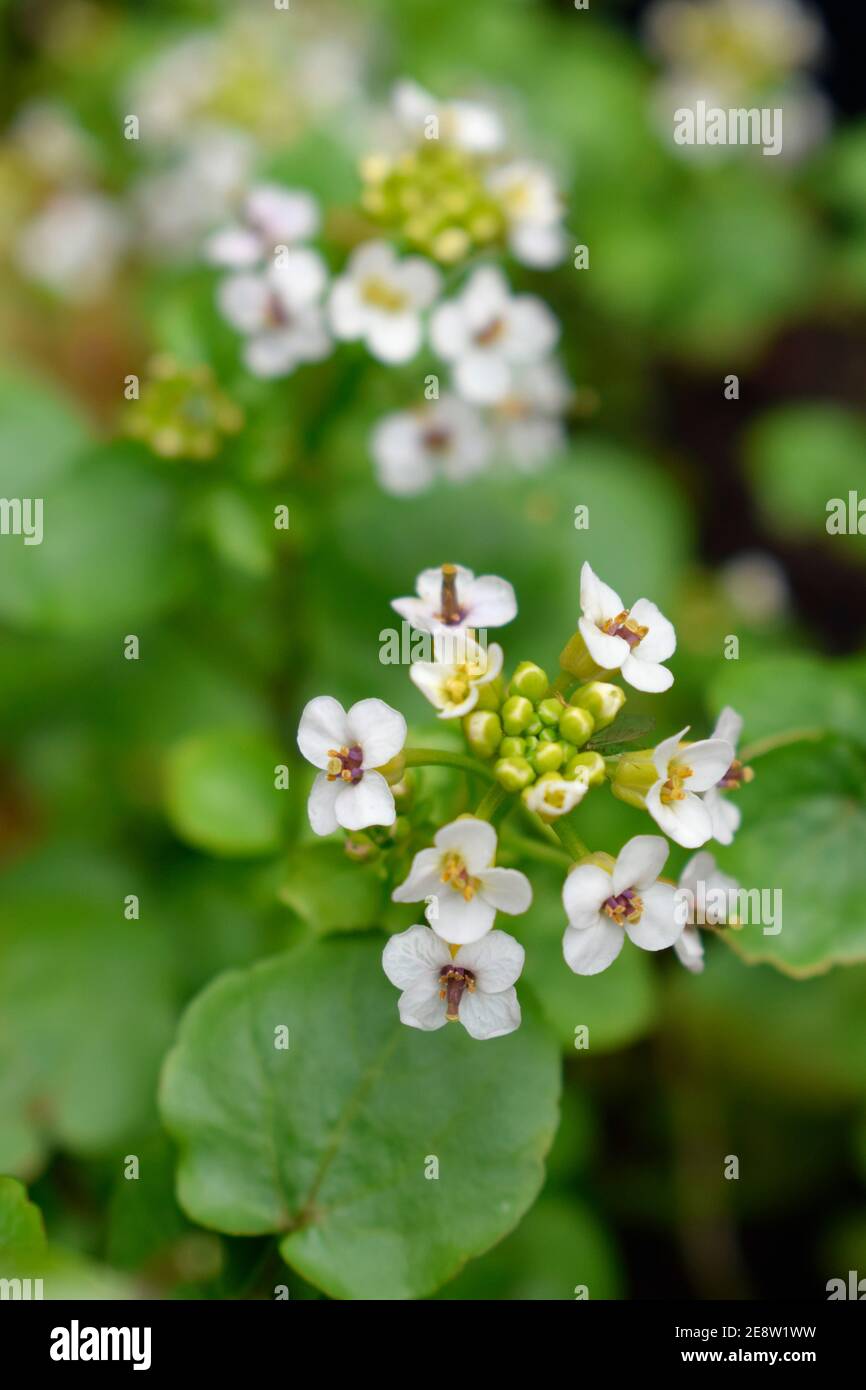 Watercress flowers hi-res stock photography and images - Alamy