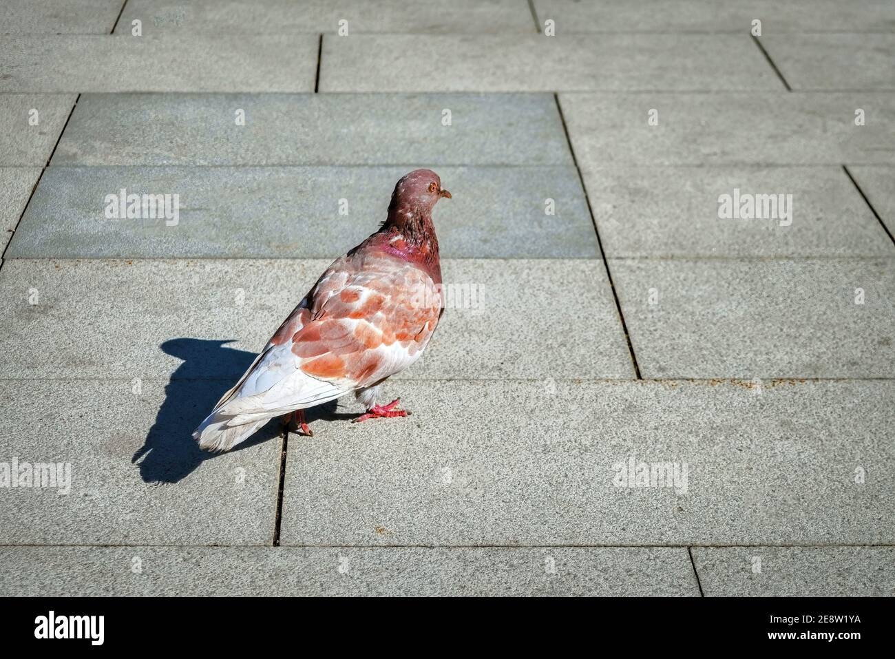 Pigeon walking on a paved path in the park. City bird pigeon walking ...