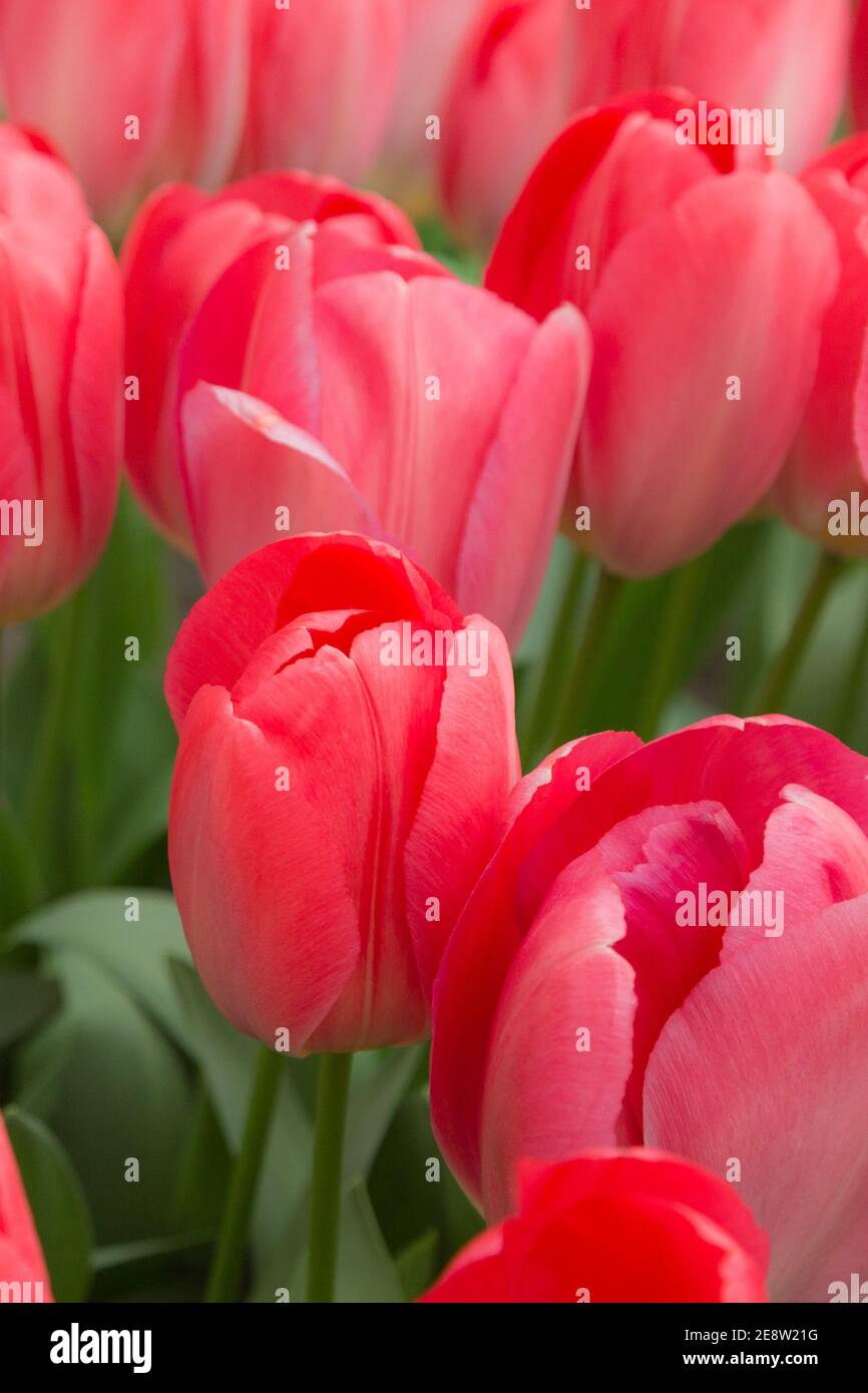 Traditional Dutch deep bright red tulips in Keukenhof park flower ...
