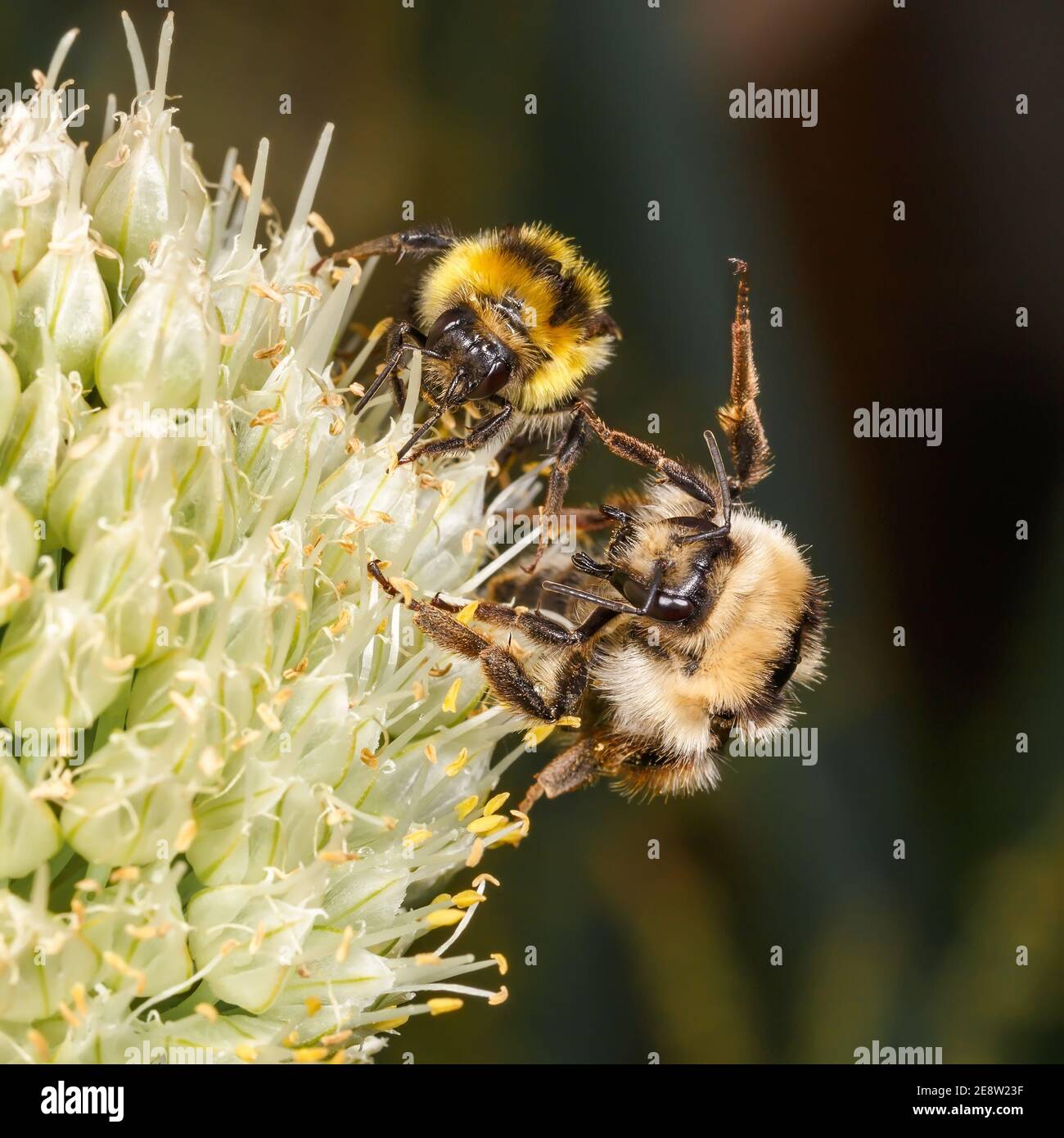 Fluffy bug hi-res stock photography and images - Alamy