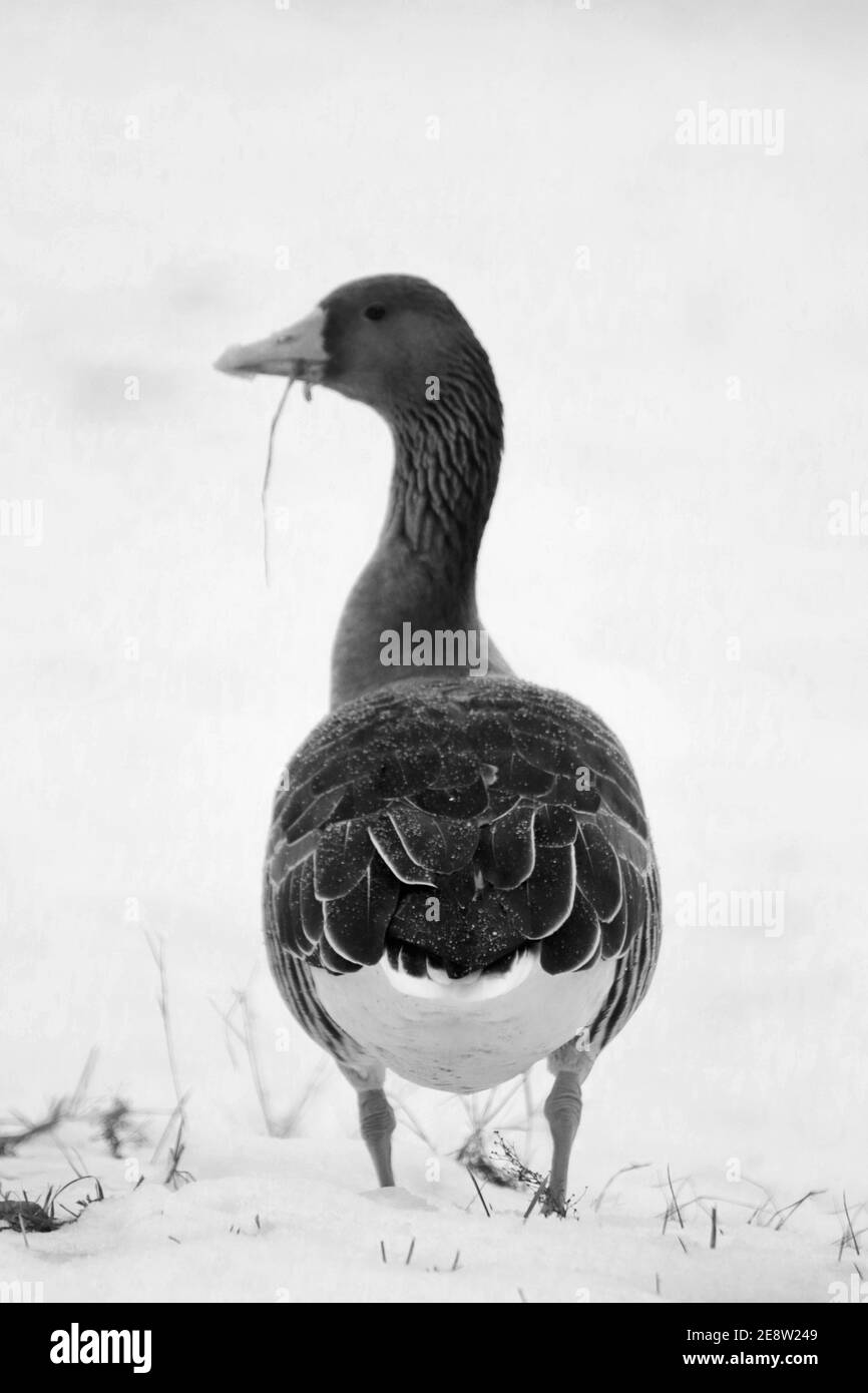 Vertical grayscale shot of a goose in a snowy field with grass in its ...