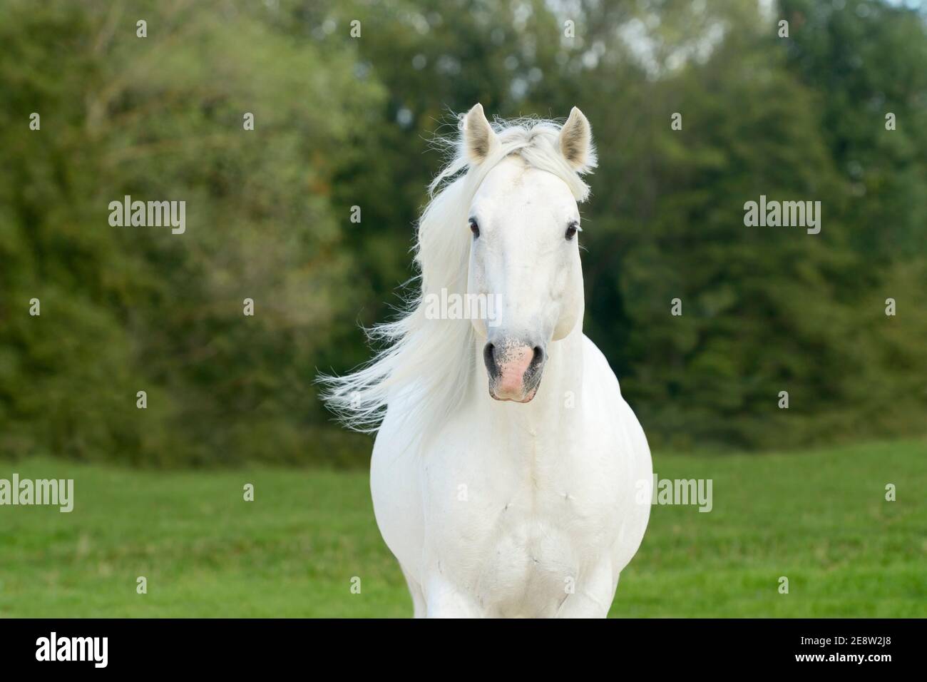 Pony horse stallion white hi-res stock photography and images - Alamy