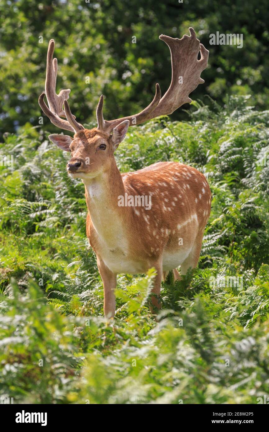 Fallow deer buck (dama dama, male) walks in fern, United Kingdom Stock ...