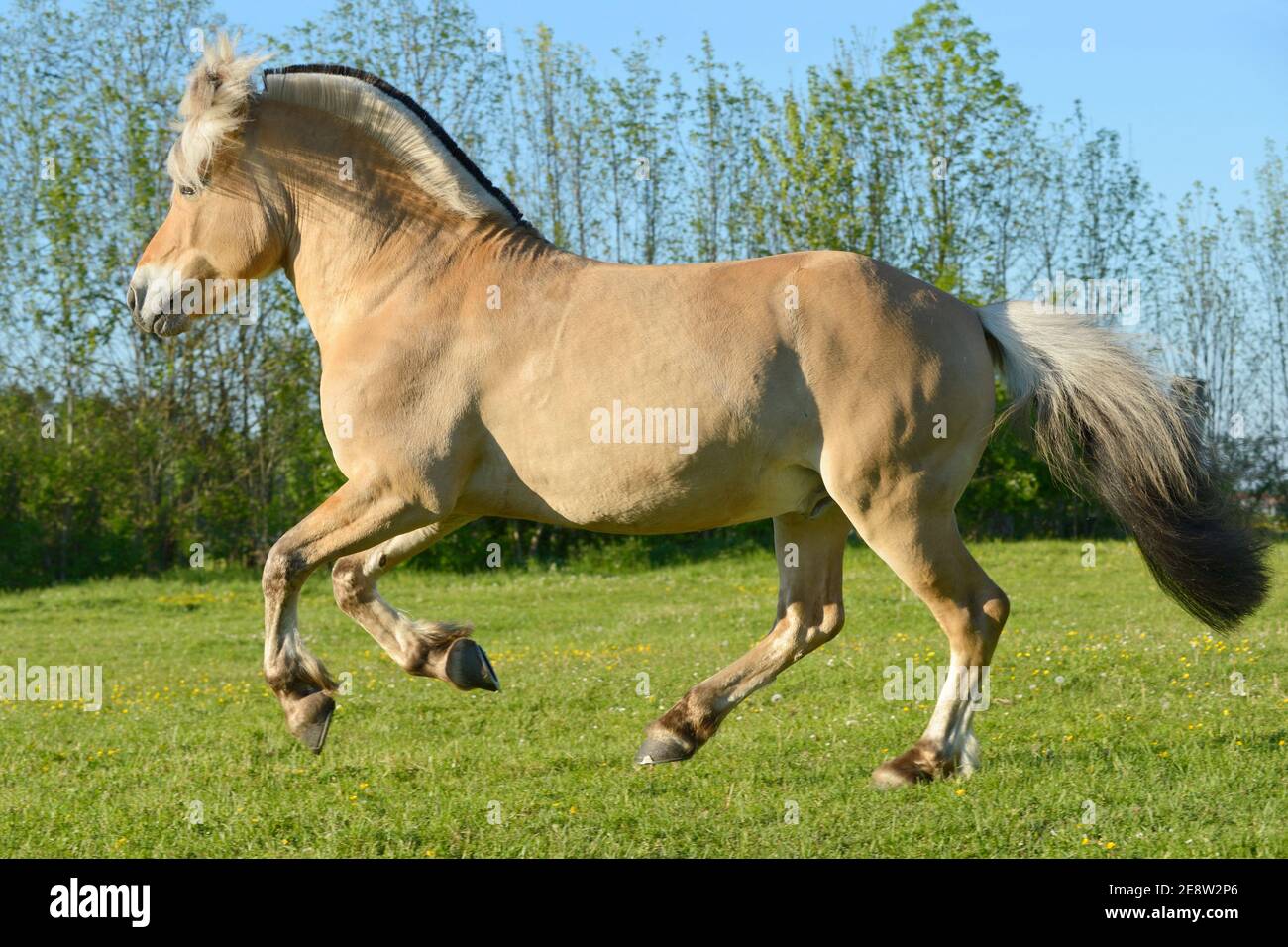 Horse Cantering In A Field