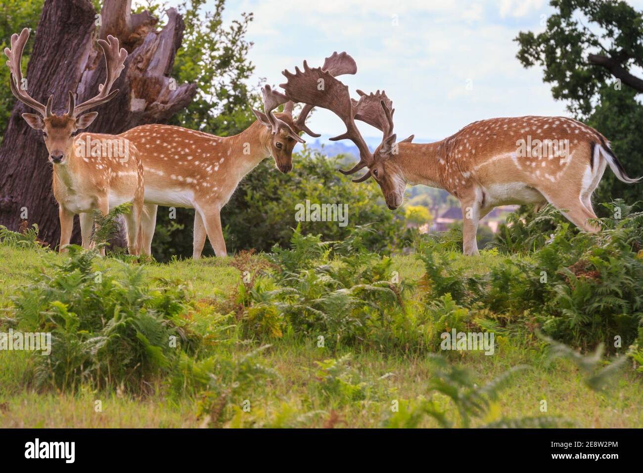 Two young fallow deer bucks (dama dama, male) playfully test their ...