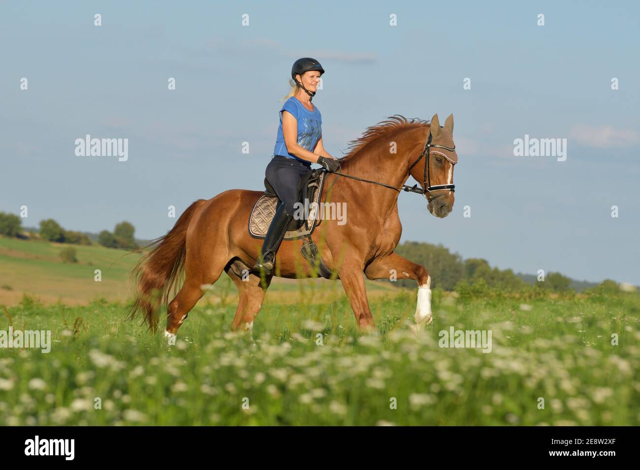 Hacking canter hi-res stock photography and images - Alamy
