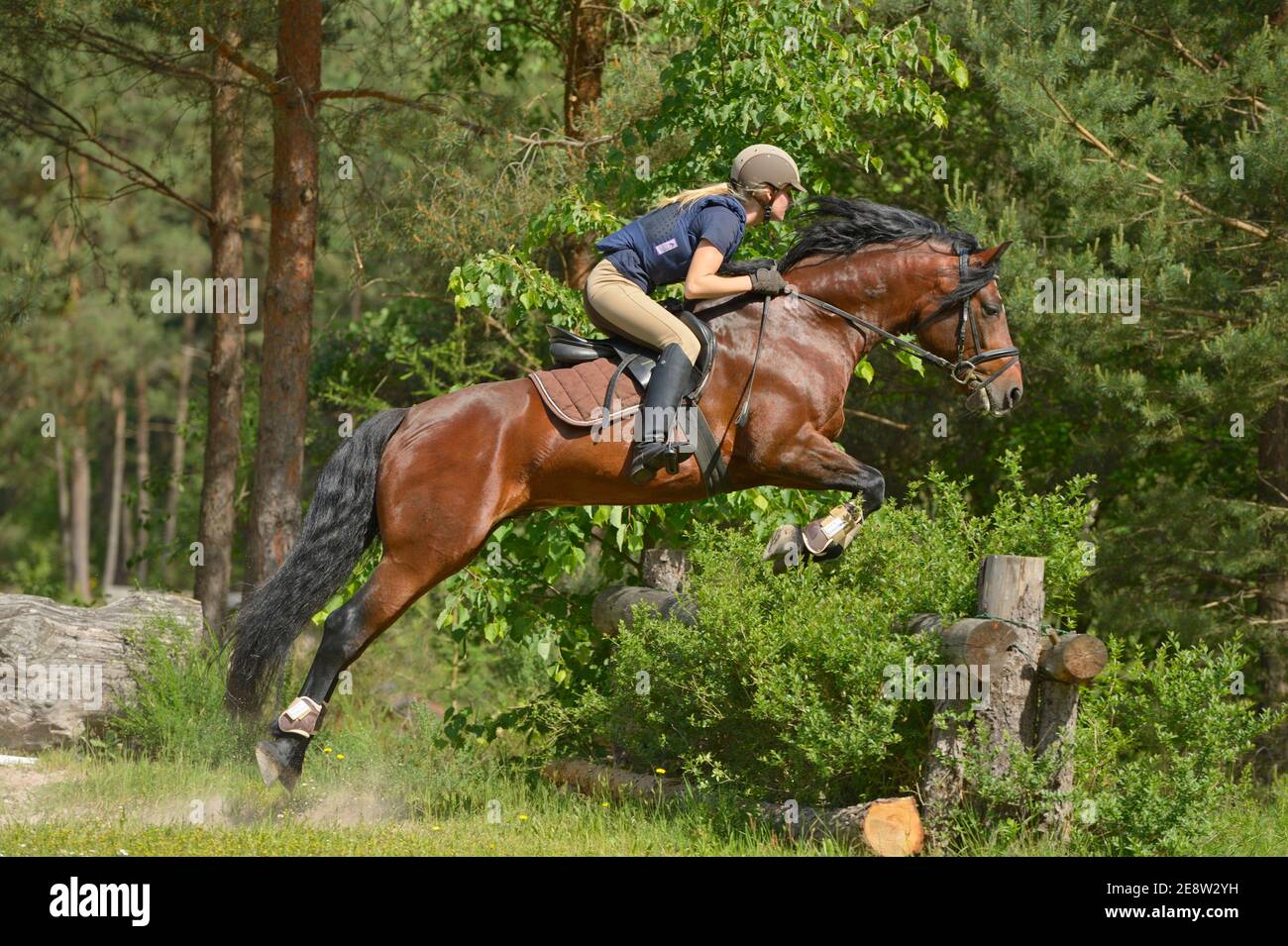 Connemara pony jumping hi-res stock photography and images - Alamy