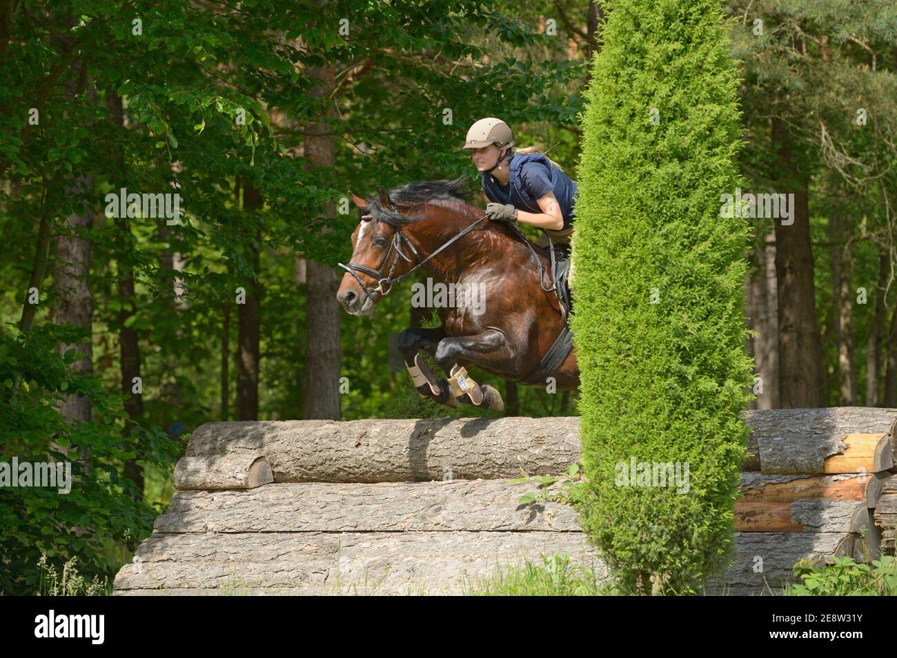Connemara pony jumping hi-res stock photography and images - Alamy