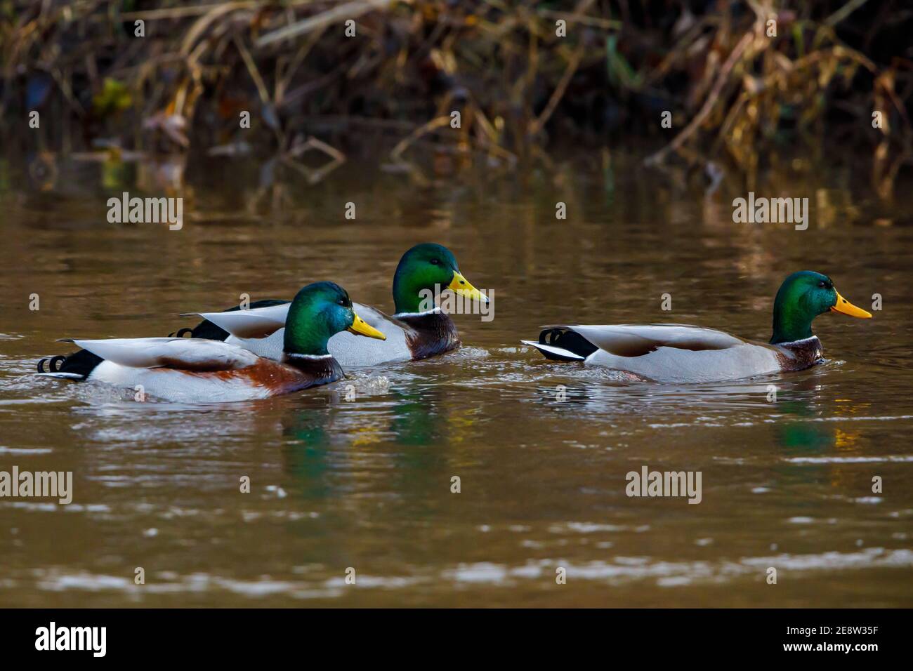 Three mallards on a pond Stock Photo - Alamy