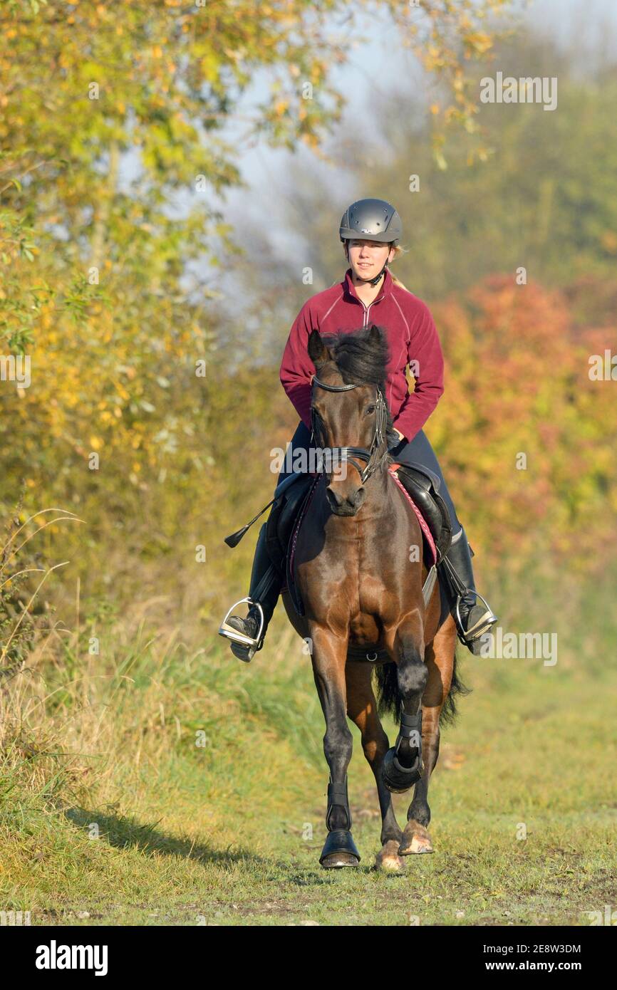 Rider on back of a German pony cantering in autumn Stock Photo - Alamy