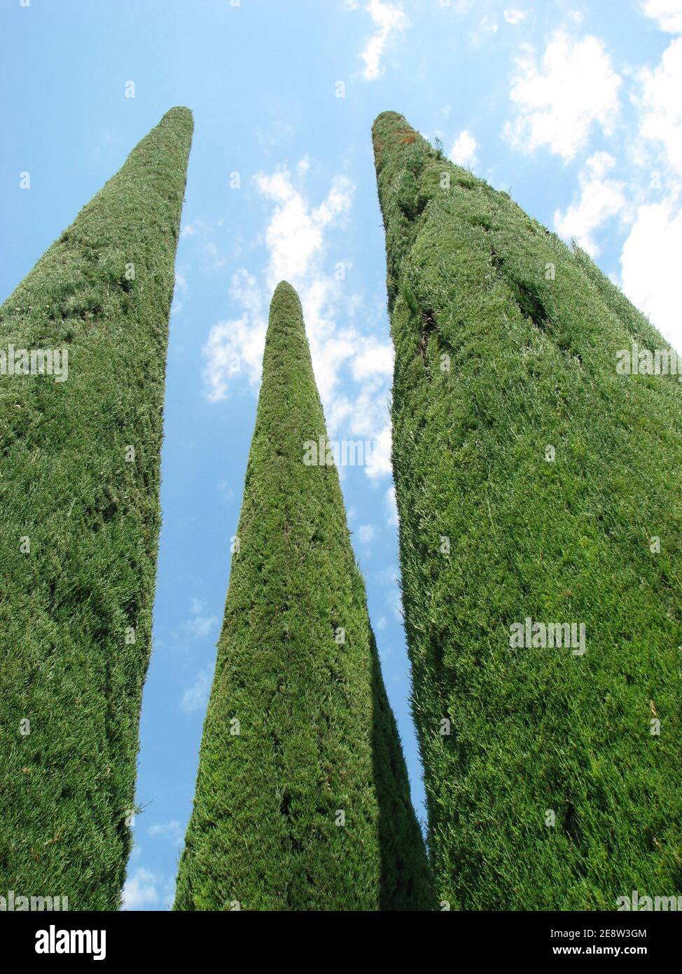 France french cypress trees hi-res stock photography and images - Alamy