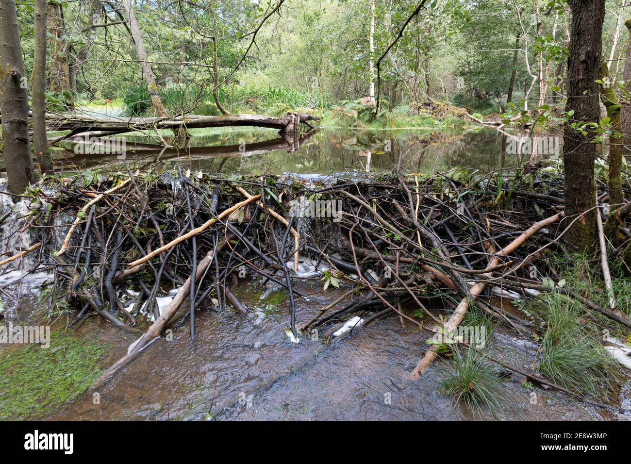 Beavers dam hi-res stock photography and images - Alamy