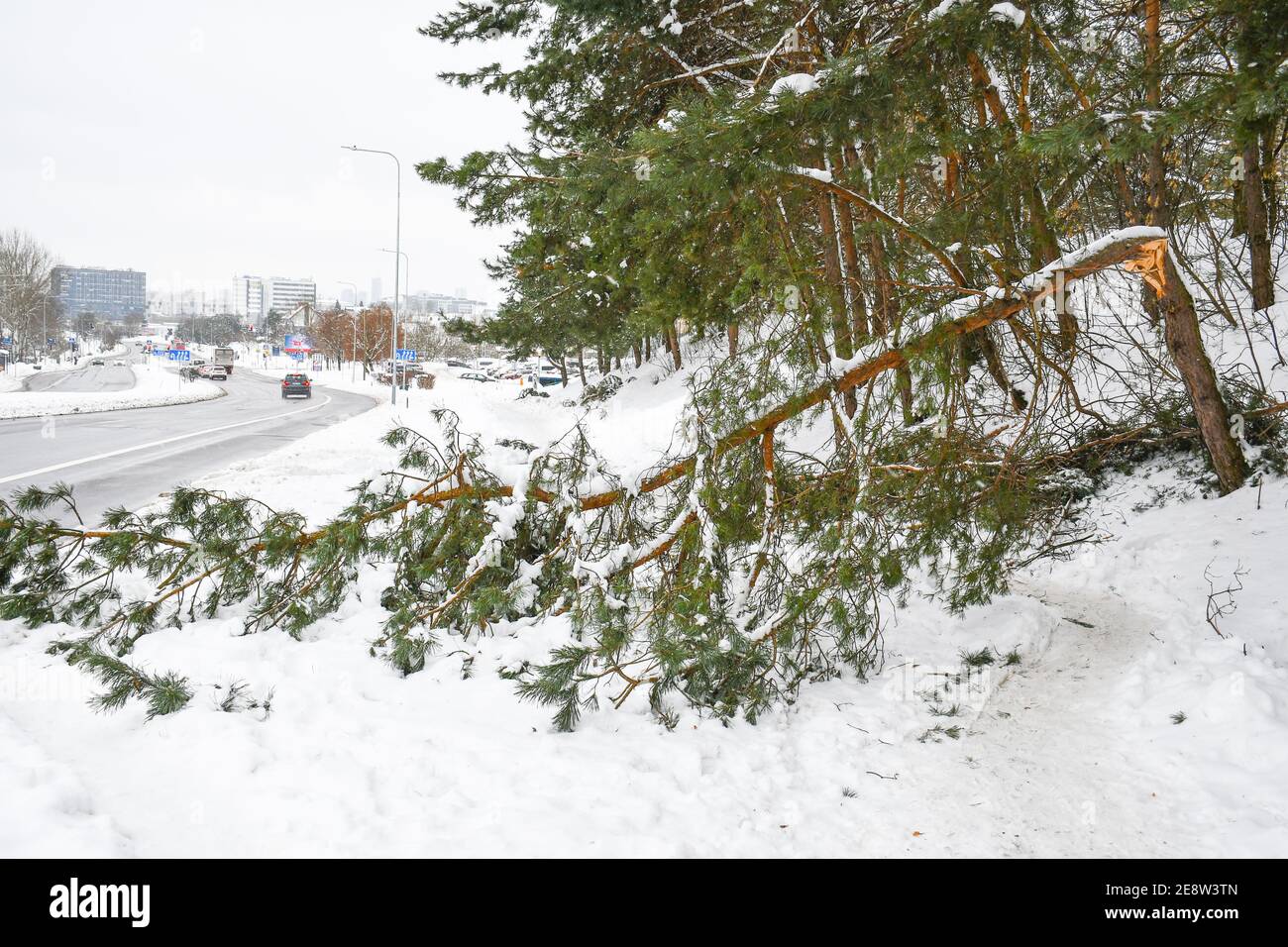 Trunk of a broken young fir tree on the sidewalk covered by the snow in ...