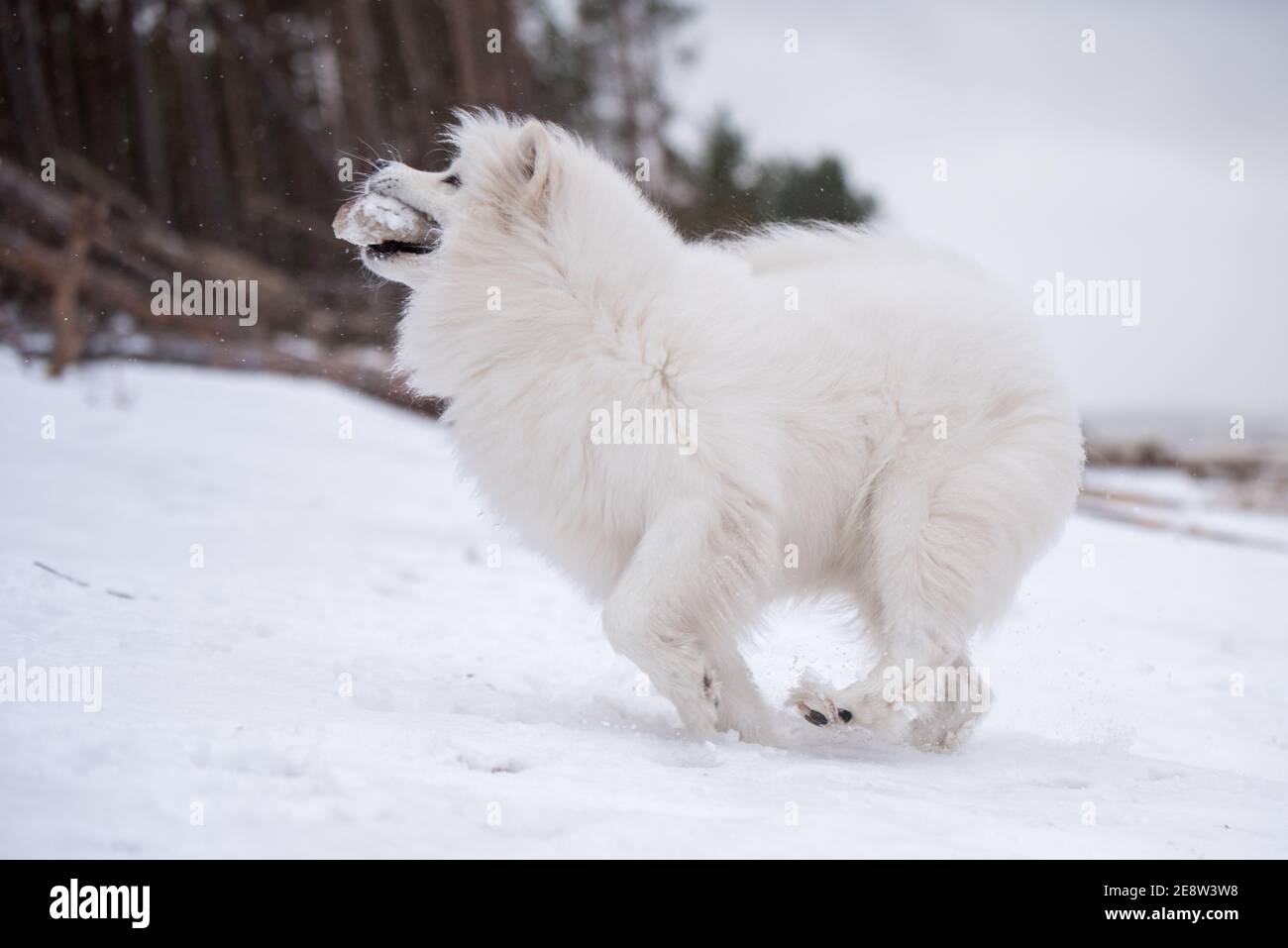 Samoyed run puppy hi-res stock photography and images - Alamy