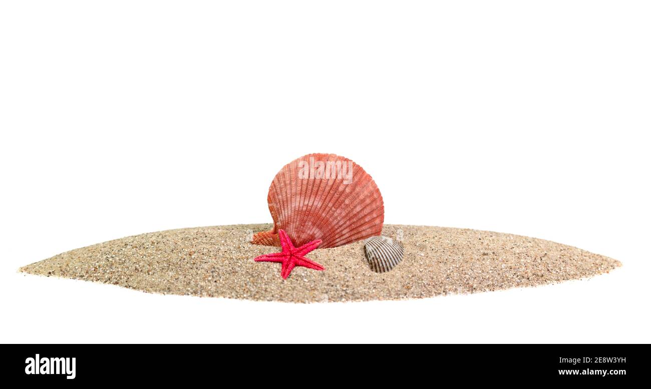 Housing of a red scallop shell in the sand against a white background ...