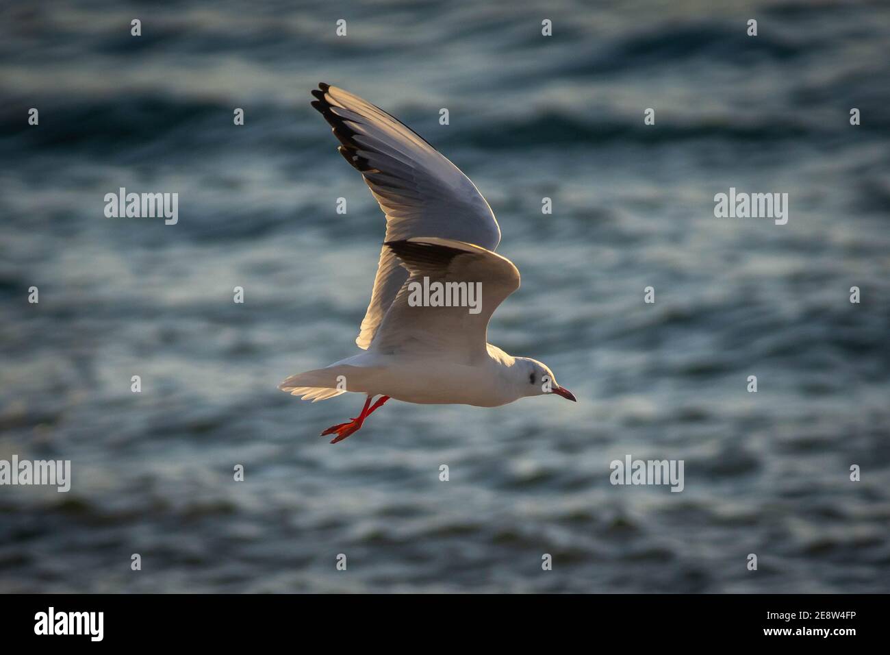 Seagul during sunset at Glyfada,Greece Stock Photo - Alamy