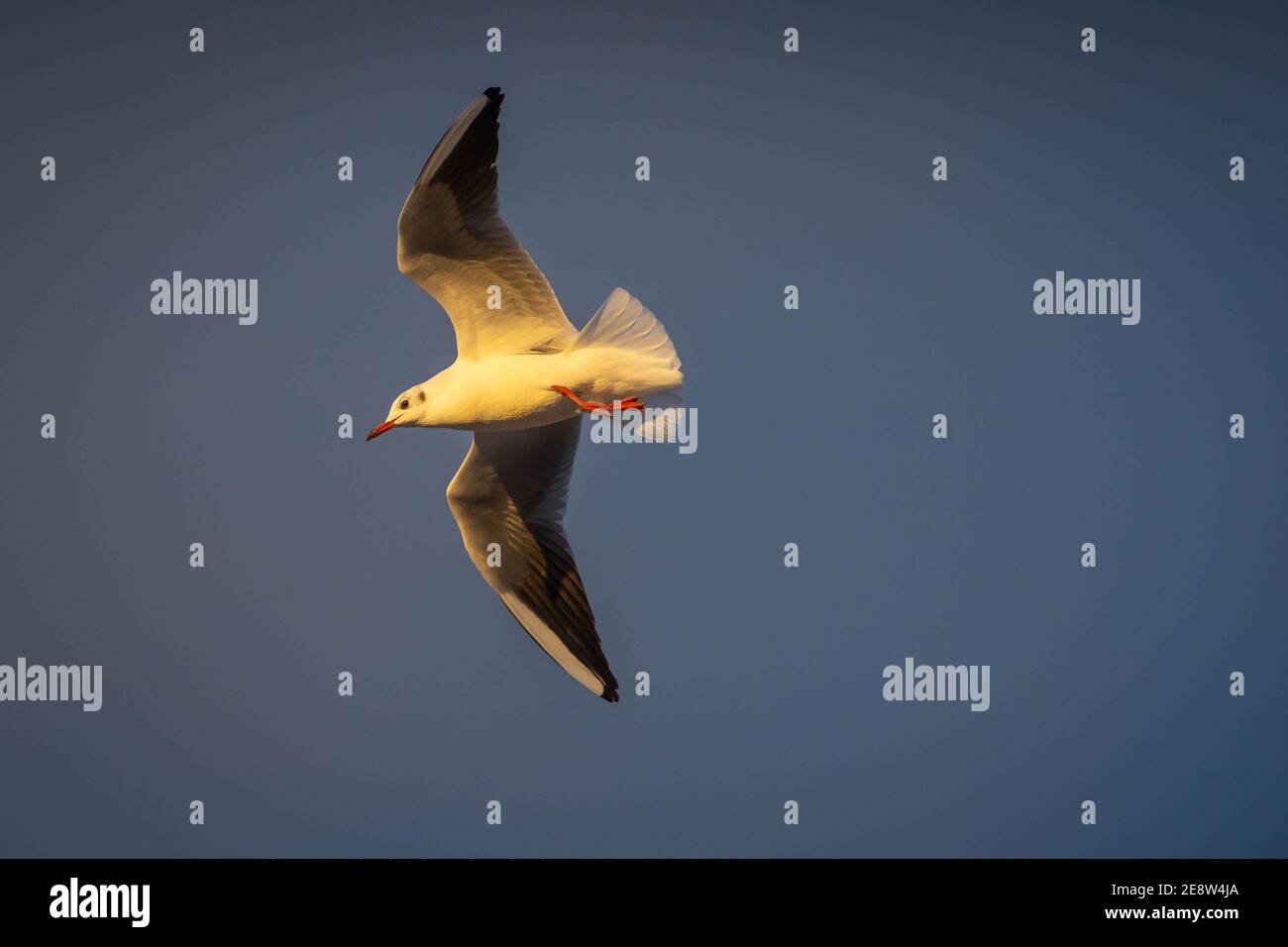 Seagul during sunset at Glyfada,Greece Stock Photo - Alamy
