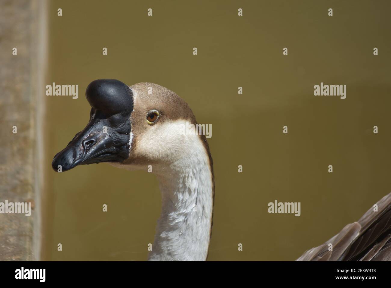 Amazing white and tan goose with a black beak Stock Photo - Alamy