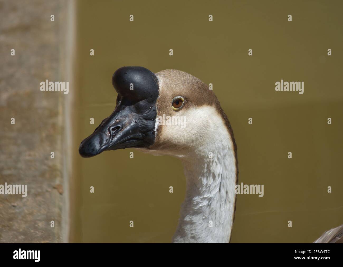 Unusual black beak on a goose in a pond Stock Photo - Alamy