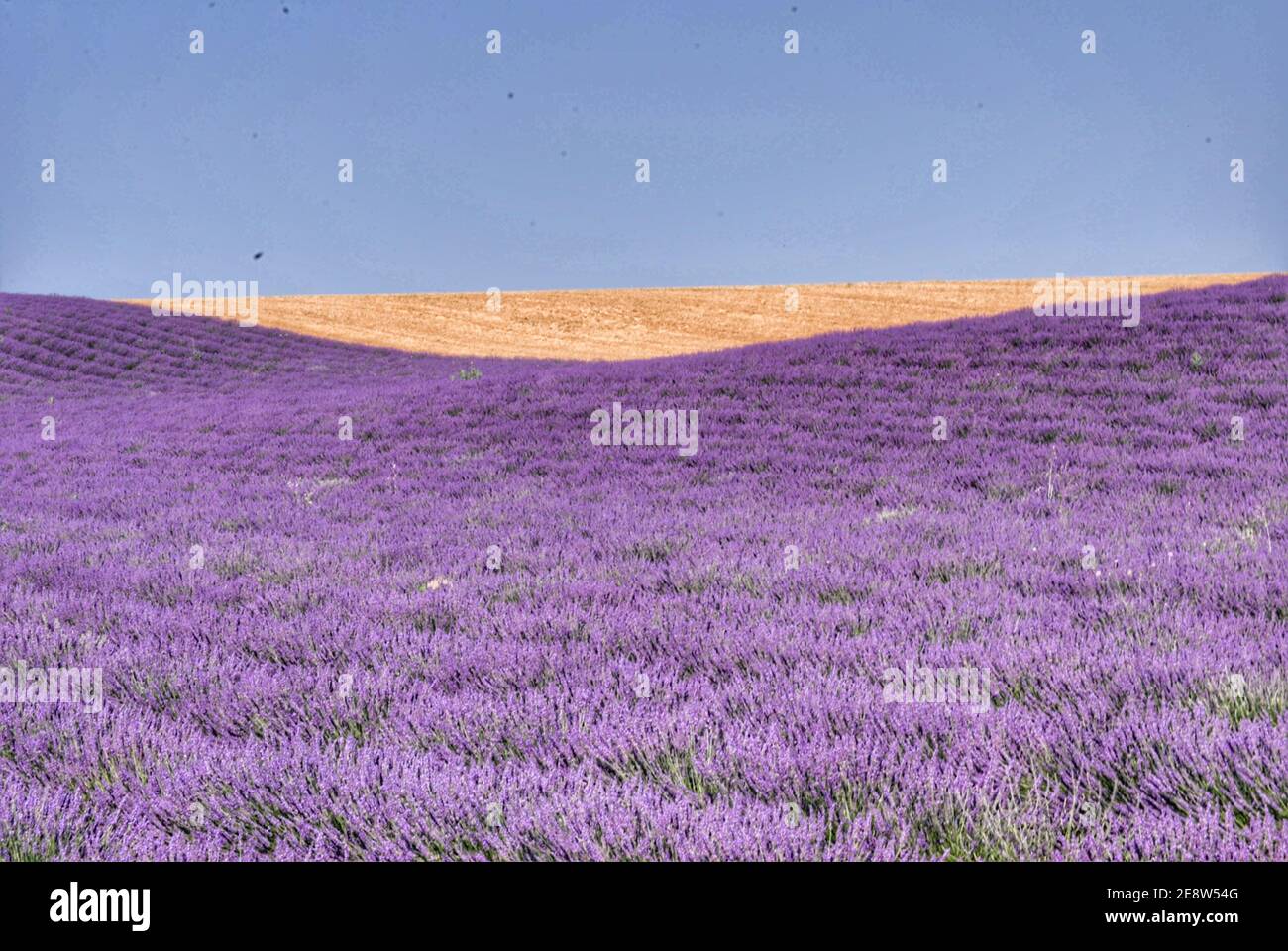 Lavender field with weed field Stock Photo - Alamy