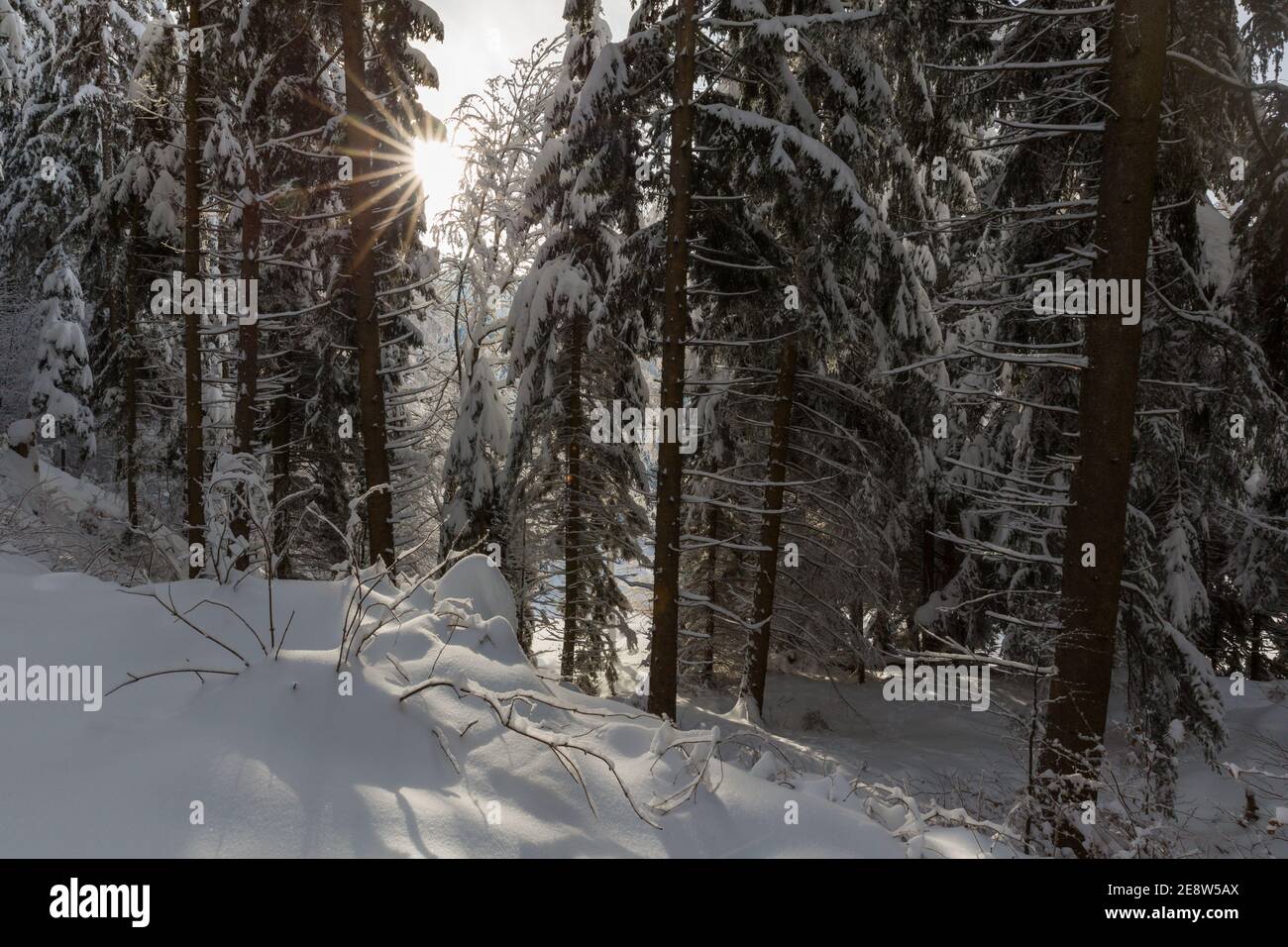 Sunlight shining through snow covered hi-res stock photography and ...
