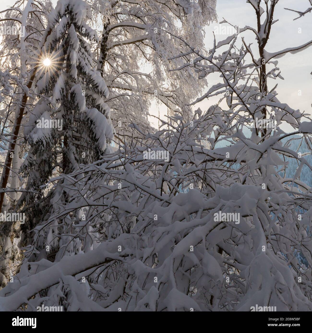Sunlight shining through snow covered hi-res stock photography and ...