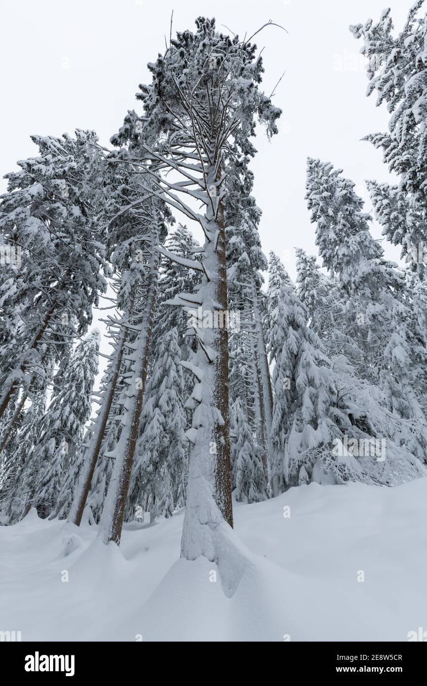 Natural conifer hi-res stock photography and images - Alamy