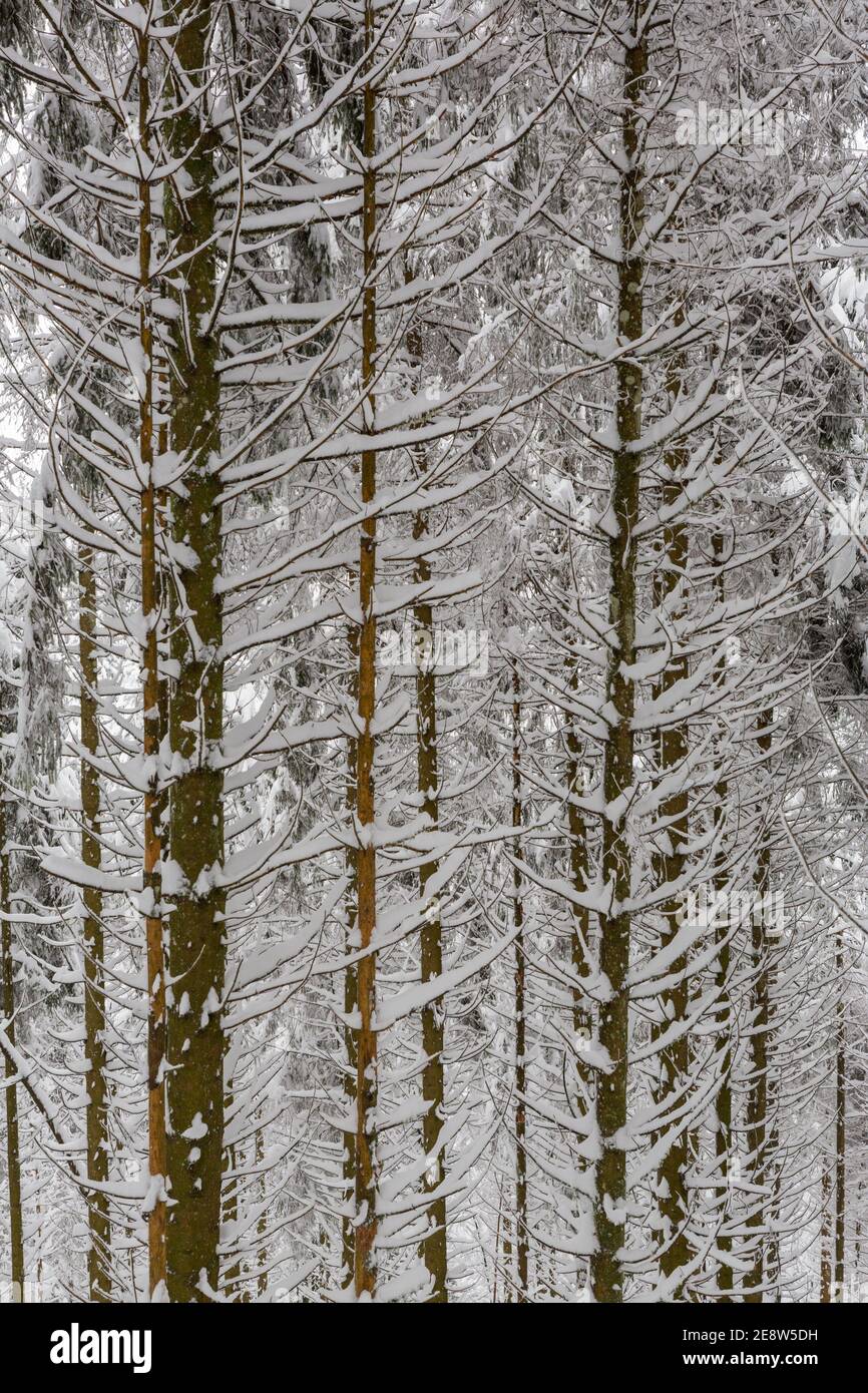 Tree trunks frozen in ice hi-res stock photography and images - Alamy