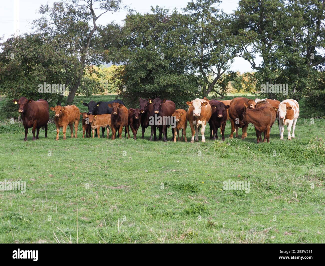Cattle meat production hi-res stock photography and images - Alamy