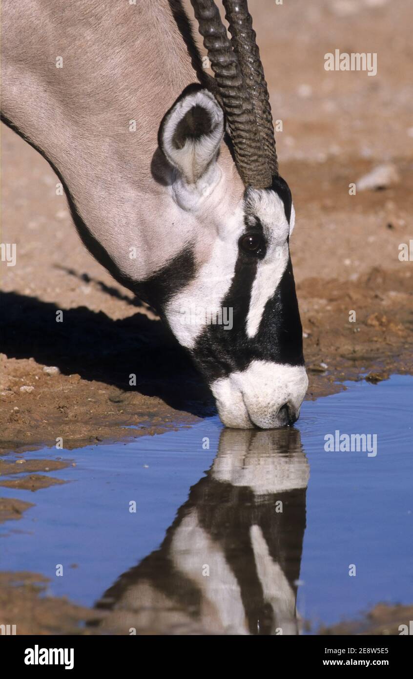 African gemsbok antelope drinking water hi-res stock photography and ...